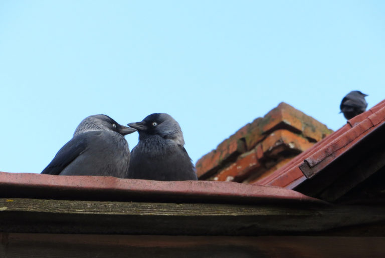 Kraaien verjagen: methodes en prijzen - Nulli